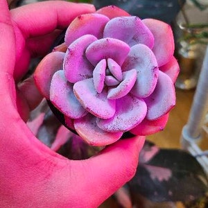 Echeveria Caviar/ Pachyphytum Caviar Imported Succulent - Etsy
