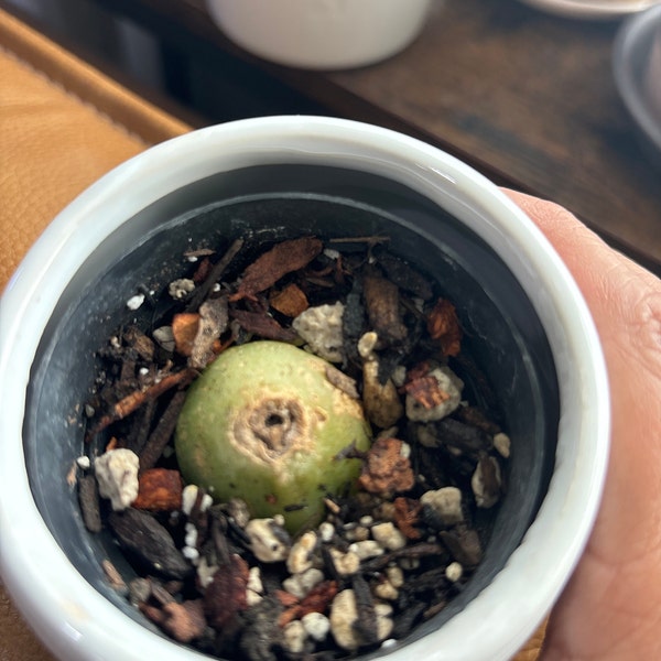 3 Plants Agapanthus Getty White 2 Pots Lily of the Nile - Etsy