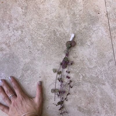 Ric Rac Cactus, Zig Zag Cactus, 2 Inch Bare Root Plant, Rare Fishbone ...