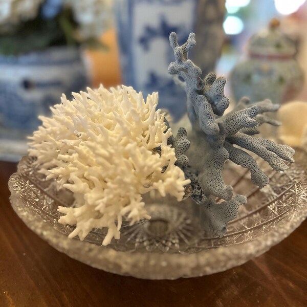 Arrowhead Sand Dollar Shell Extra Large Encope Michelini (1 Shell ...