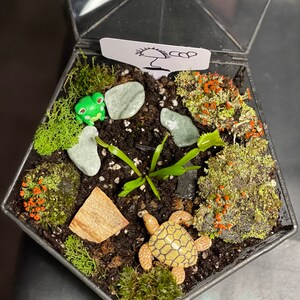 2 Pack Pixie Cup Live Lichen Moss for Terrariums Fairy Gardens - Etsy