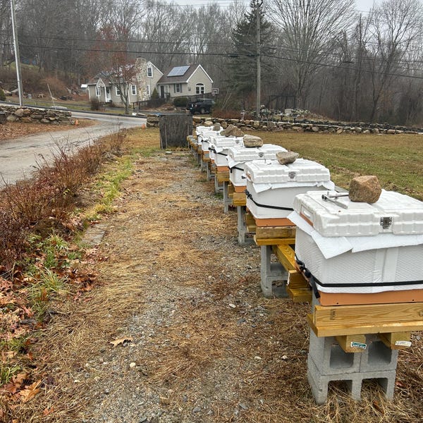 Floating Bee Island, Bee Waterer, Bee Water Station, Colorful Bee ...