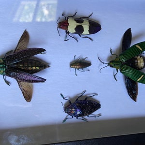 Jewel Beetle Elytra for Art Crafts Jewelry REAL - Etsy