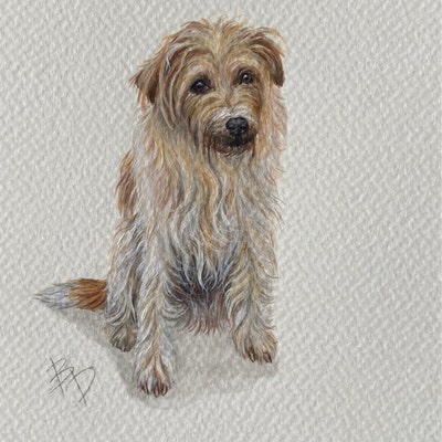 Cockapoo Watercolour Painting Original Hand Painted Framed Pet Art - Etsy