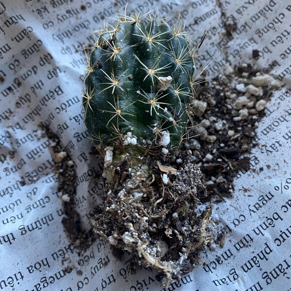 Navi Hand-numbered Paint Horse Watercolor Print - Etsy