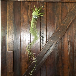 Live Orchid Vanda Flower Plant From Hawaii Exotic Blue/purple/pink/red ...