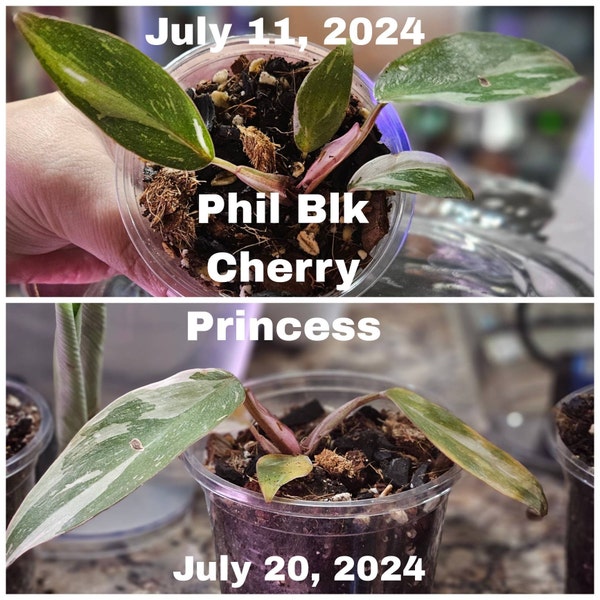 New Philodendron Black Cherry Pink Princess Starter Plant ALL STARTER ...