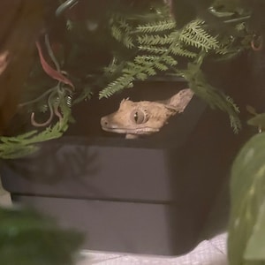 For Schiit Magni/modi Under-desk schiitsicle Stacked Mount for Schiit ...