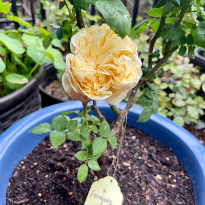 French Cut Rose Pink Strong Fragrant Rose Live Plant, 1 Gallon - Etsy