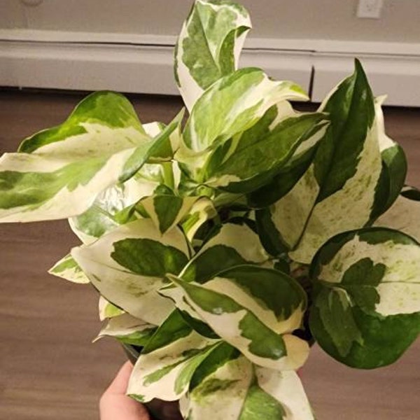 Philodendron 69686 Starter Plant ALL STARTER PLANTS Require You to ...