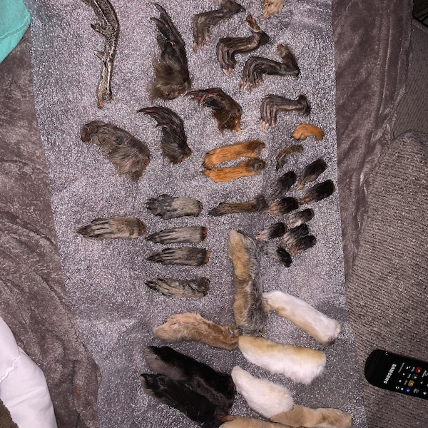 Freeze Dried Yak Feet for One Taxidermy Yak, Deer Antlers, Taxidermy ...