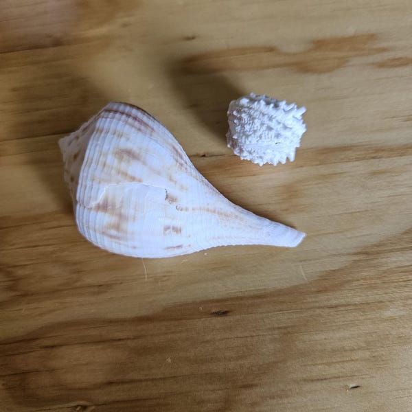 Spiny Jewel Box Sea Shells Hinged (2 Pieces) Sea Shells, Florida ...