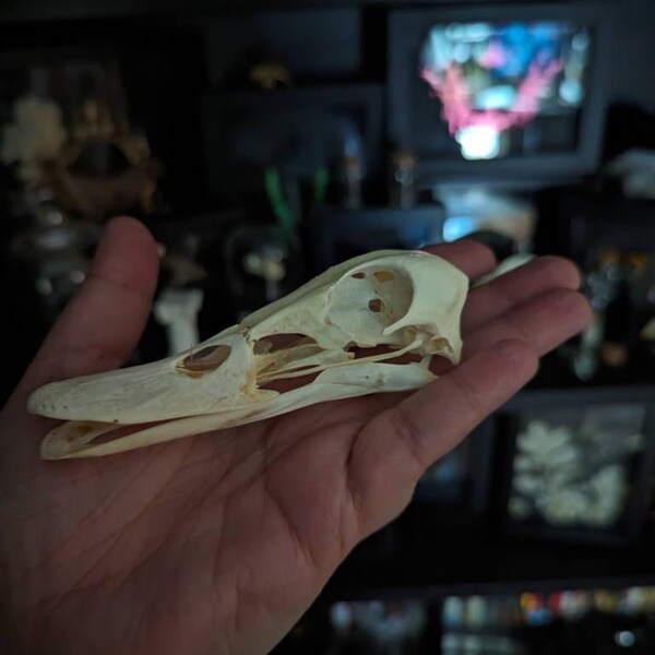 Real Mallard Duck Bird Skull Taxidermy Macabre Gothic Pagan Art and ...