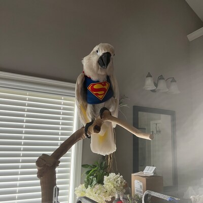 Pink Owl// Bird Diaper Parrot Flight Suit 2meters Leash - Etsy