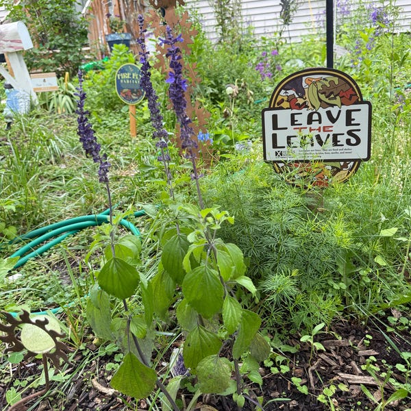 Firefly Habitat - Dark Leafy and Pesticide Free for Lightening Bugs - Etsy