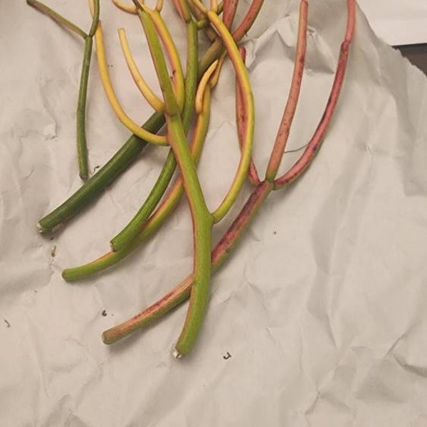 Bulbine Frutescens Succulent Cape Balsam Evergreen Drought Resistant ...