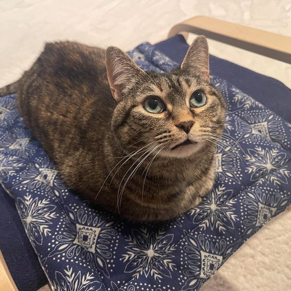 Kitty Gifts Crinkly Cat Nip Mat, Fun Cat Toys, Custom Cat Bed, Padded ...