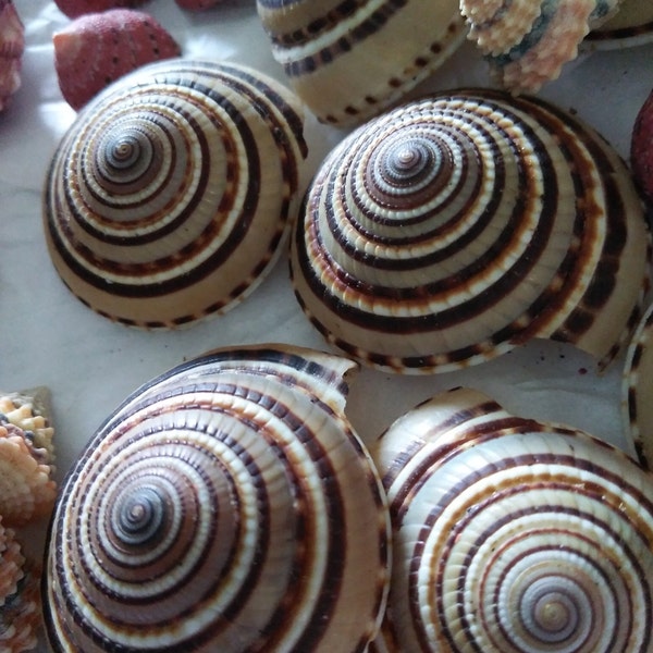 Sundial Seashells-sundial Seashell Bulk-craft Seashells-beach Wedding ...