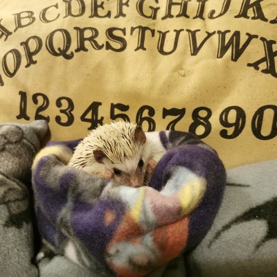 Cuddle Sacks for Small Animals - Etsy