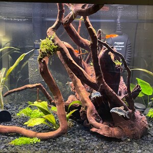 Windy Pods for Shrimp Fish Aquariums Craft Supplies - Etsy