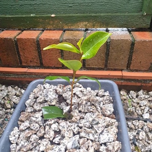 Rose 'fantastic at 60' Happy Birthday Rose Gift Wrapped With Huge Bow ...