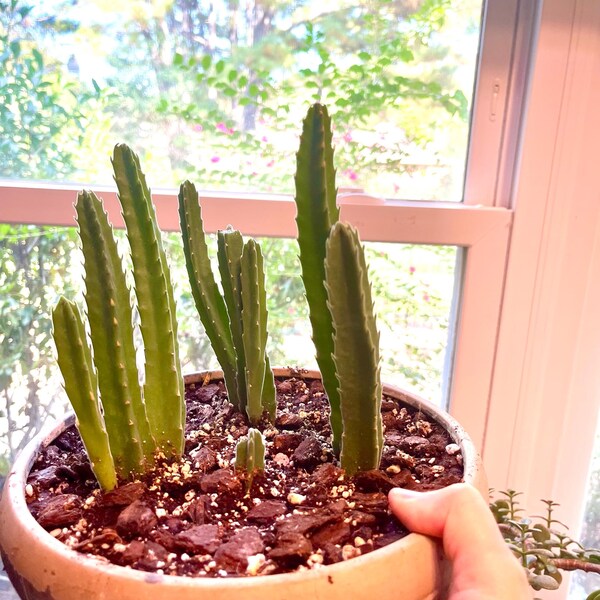 Fire Stick Cactus 6 Inch Sticks on Fire Cactus Tirucalli Live Cacti ...