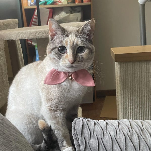 Navy Blue Bow Cat Collar With Silver Bell - Fancy Cat Collar for Pet ...