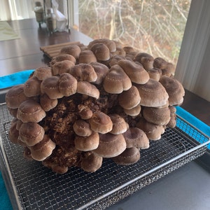 Shiitake Mushroom Growing Kit FREE SHIPPING - Etsy