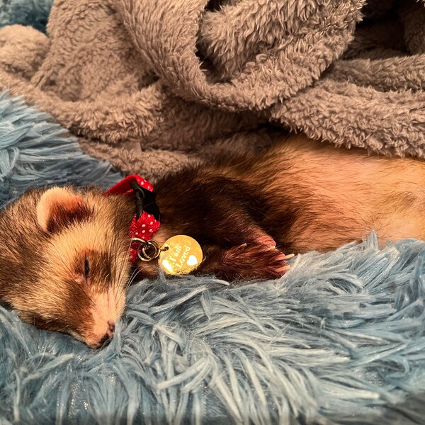 I Am Loved Custom Engraved Cat I.D Tag in Gold, Rose Gold, Silver or ...