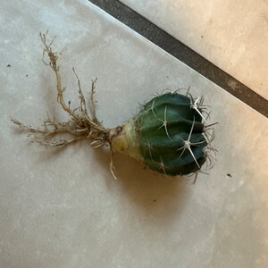 Neoraimondia Herzogianai baseball Bat Cactus 3.5 Inch Pot - Etsy