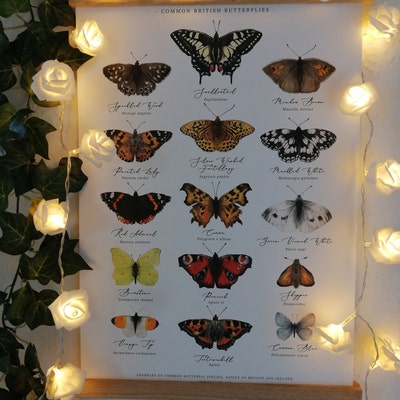 British Butterflies Chart A3 Print - Etsy UK