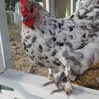 Personalized Chicken or Bird Leg Band, Name Band - Etsy