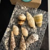 Small Hawaiian Cone Shells Handpicked From Oahu Beaches for Jewelry ...