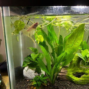 4 Fish Tank Decal Stickers Aquarium Gifts Laptop Hobby Vinyl - Etsy