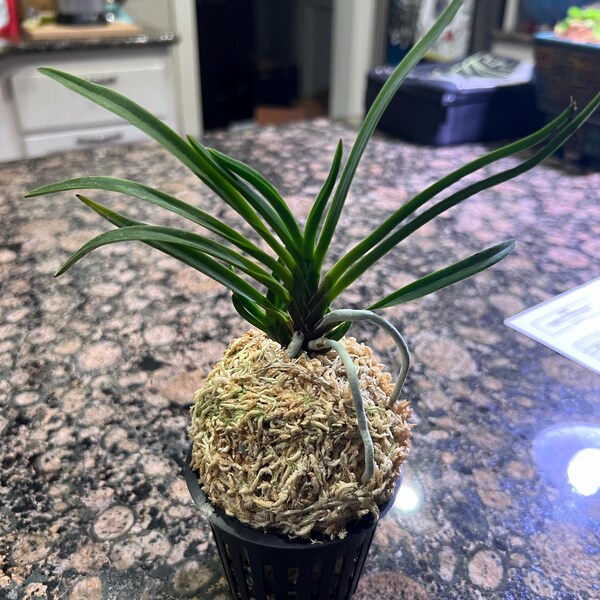 Neofinetia Falcata Fugaku 富嶽/orchid/vanda/fragrant/miniature/variegated ...