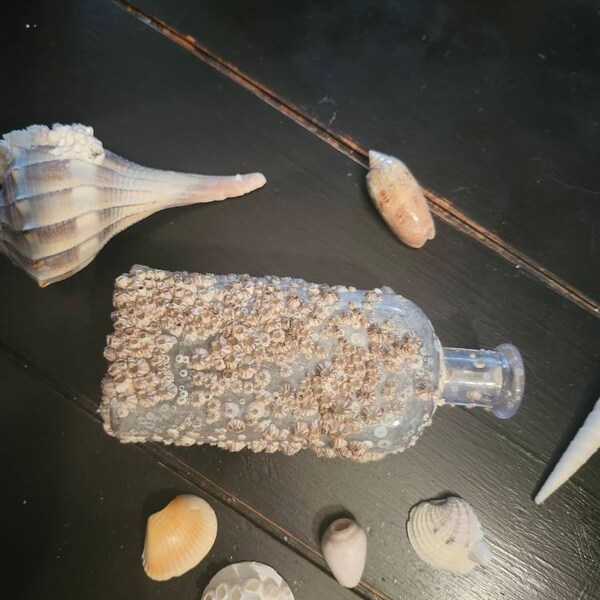 Large Specimen Grade 63.1mm CONUS Regius Royal, Crown Cone SEASHELL JB ...