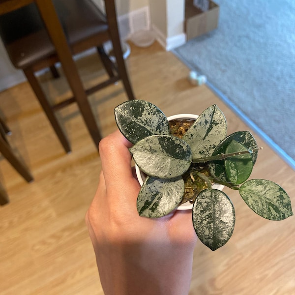 Rare Hoya Mathilde Super Splash Rooted Pick Your Plant - Etsy