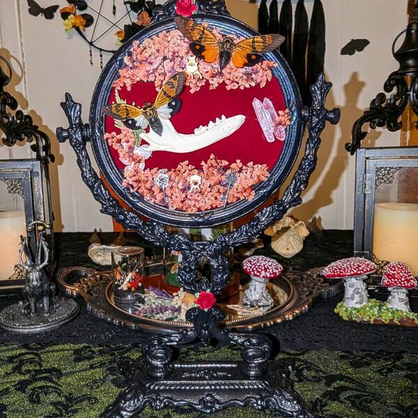 OVERSTOCK: Spread Penthicodes Pulchella, Lanternflies 2-pack - Etsy