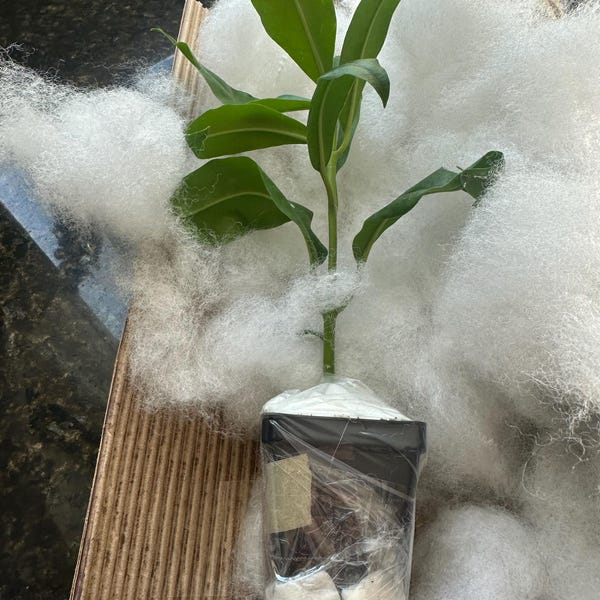 Schlumbergera / Variegated Christmas Cactus 'madame Butterfly' Plant - Etsy