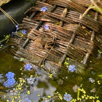 Hedgehog Pond Ramp, Hedgehog Conservation, Pond Decorations, Gardener ...