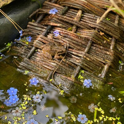 Hedgehog Pond Ramp, Hedgehog Conservation, Pond Decorations, Gardener ...