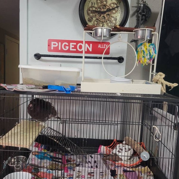 Pigeon, Pigeon Gift, Pigeon Sign, Pigeon Decor, Pigeon Lover, Pigeon ...