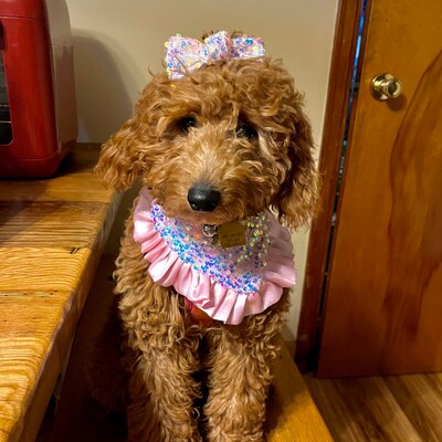 Tuxedo Dog Bandana Seersucker Pink and Blue Dog Bandana With - Etsy