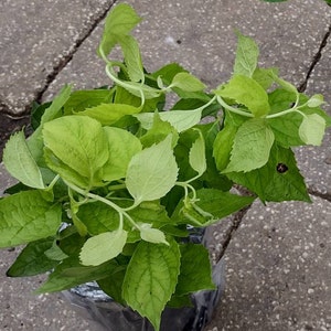 Hosta 'afterglow' 3 Pot Size Starter Plant - Etsy