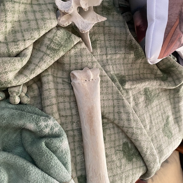 Skull/bone Dream-catcher/chime With Feathers - Ceremonial Piece Voodoo ...
