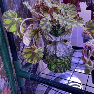 Begonia monica - Etsy