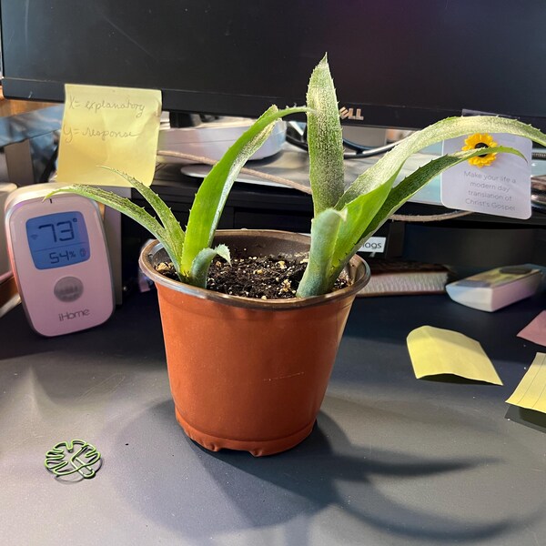 Mexican Feather Grass - Delicate, Wispy Ornamental Grass - 8 Inch ...