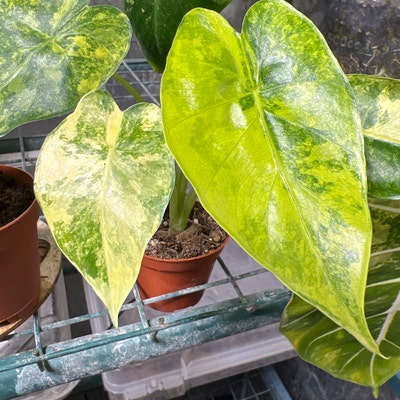 Peperomia Dragon Skin Starter Plant ALL STARTER PLANTS - Etsy