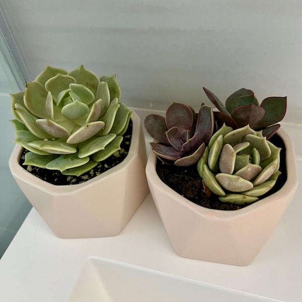 Succulent Mothers Day Gift Box Custom Personalized Card 8 Live ...