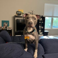 Waffle Pet Tag - Etsy